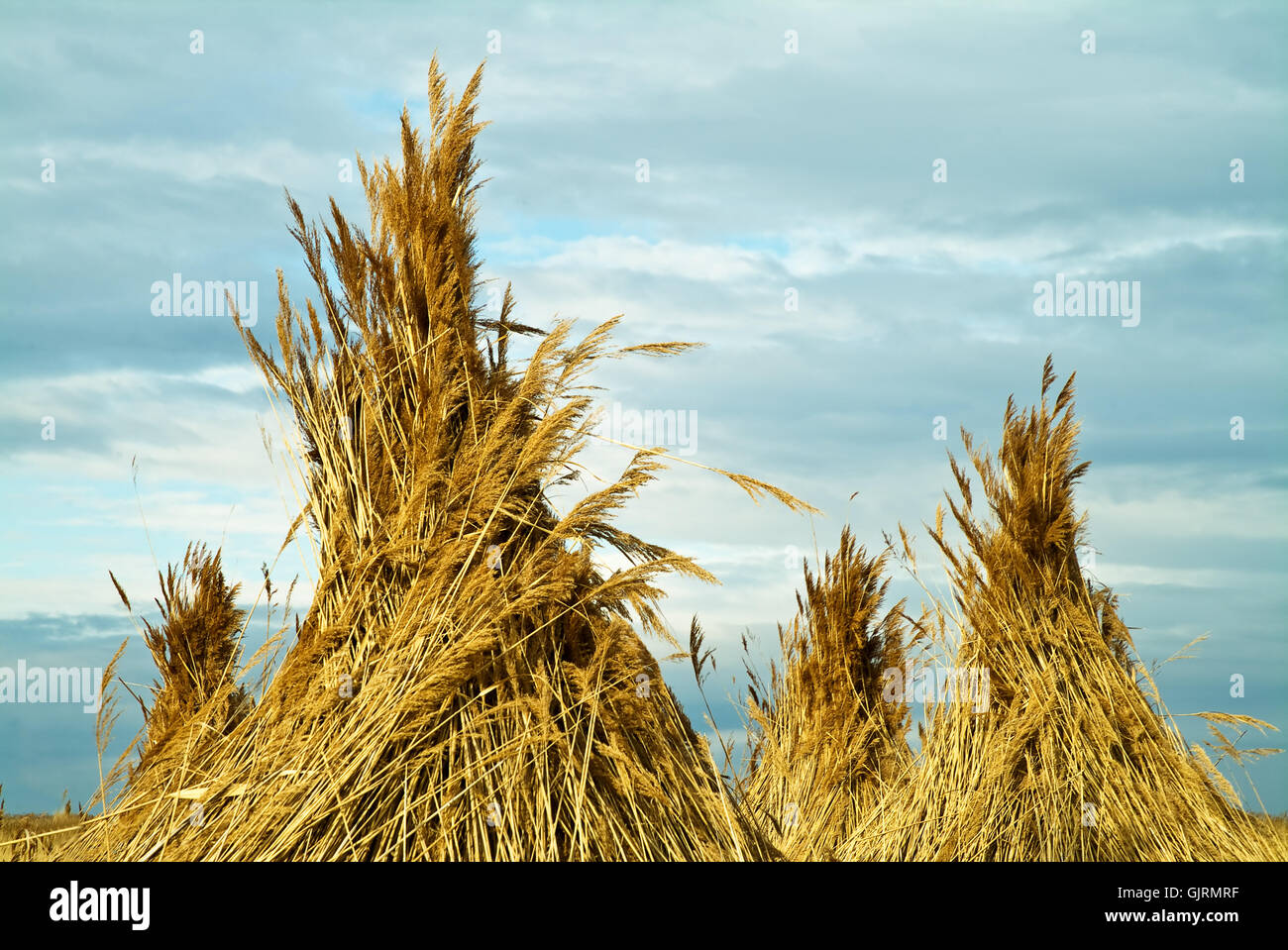 summit reed bowling Stock Photo - Alamy