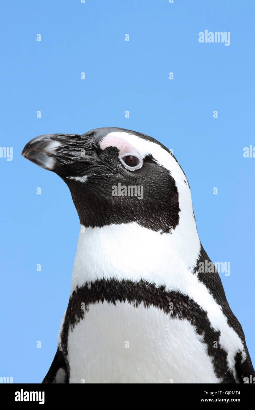 bird animals portrait Stock Photo - Alamy