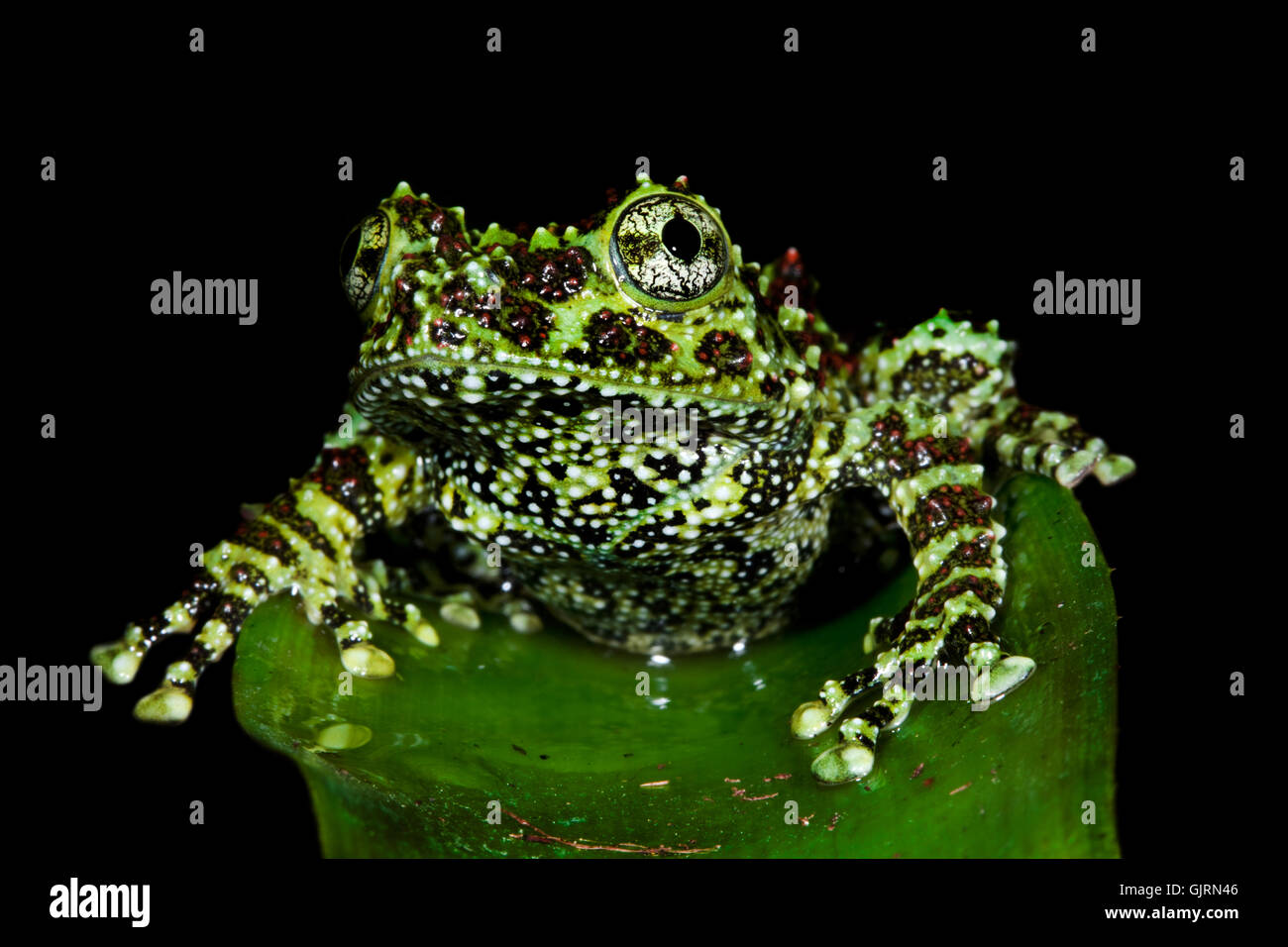 Camouflage frogs hi-res stock photography and images - Alamy