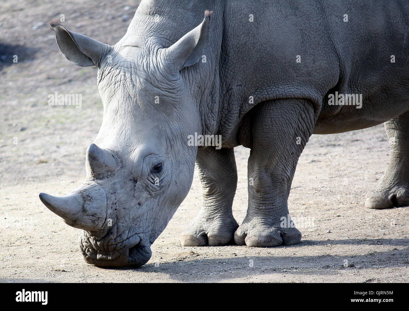 Wildlife in profile hi-res stock photography and images - Alamy