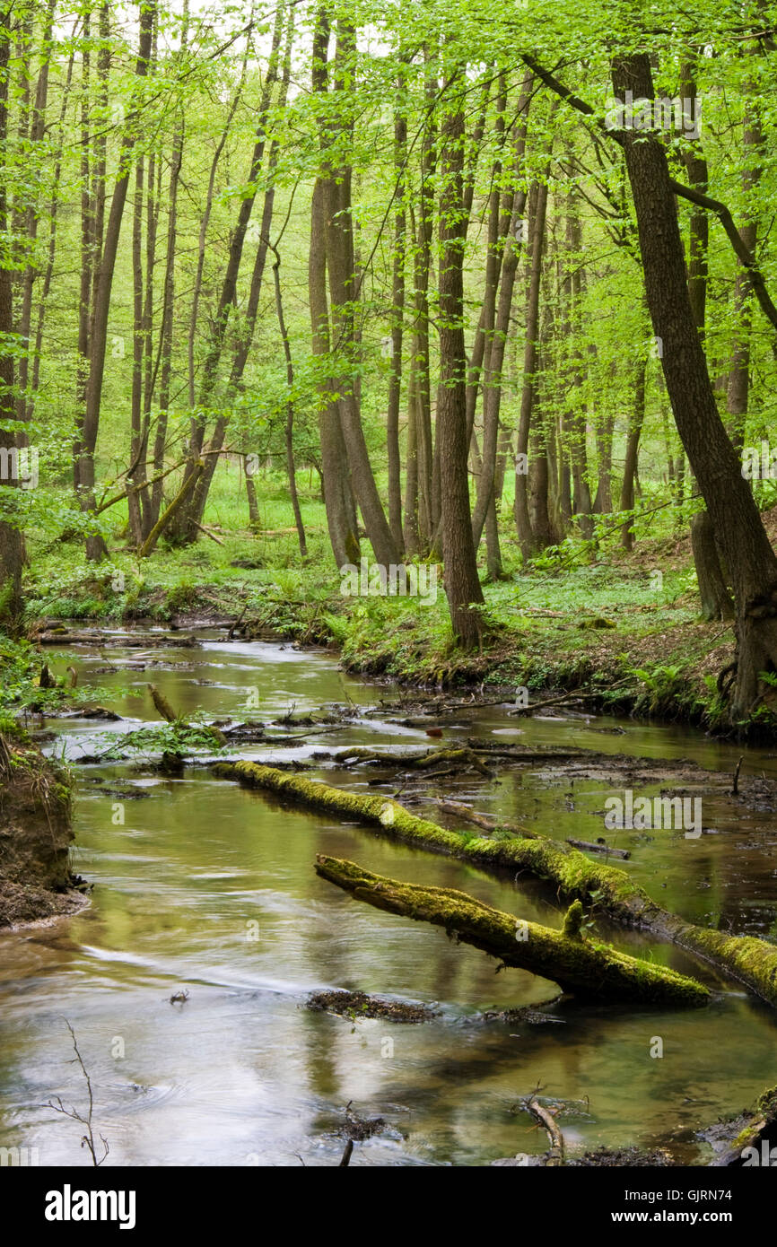 Hainbuchenwald hi-res stock photography and images - Alamy