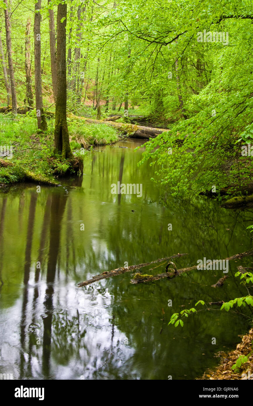 Beech forest river hi-res stock photography and images - Alamy