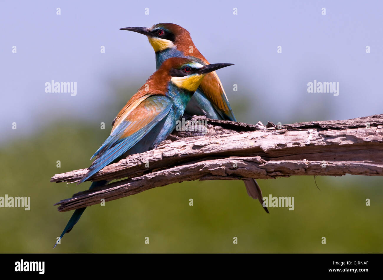 Eater colour hi-res stock photography and images - Alamy