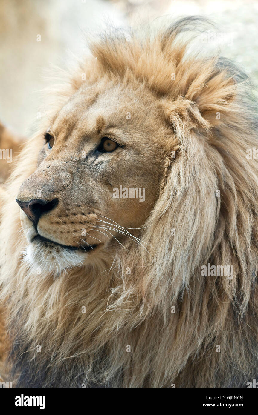Lion africa man hi-res stock photography and images - Alamy