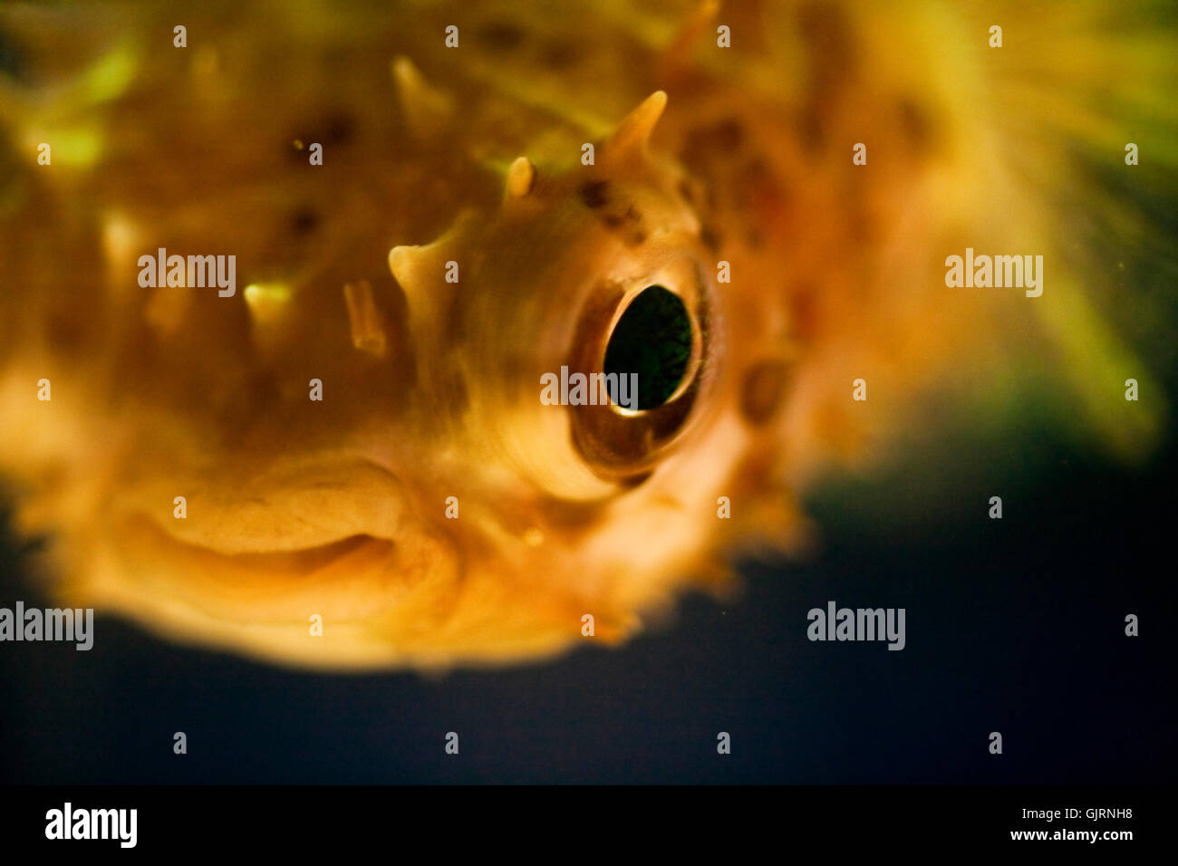 blue macro close-up Stock Photo - Alamy