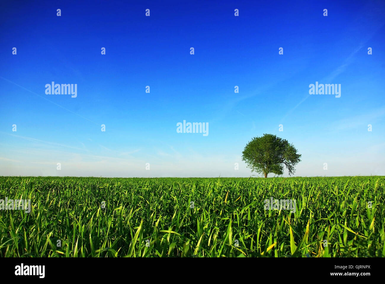 environment enviroment tree Stock Photo - Alamy