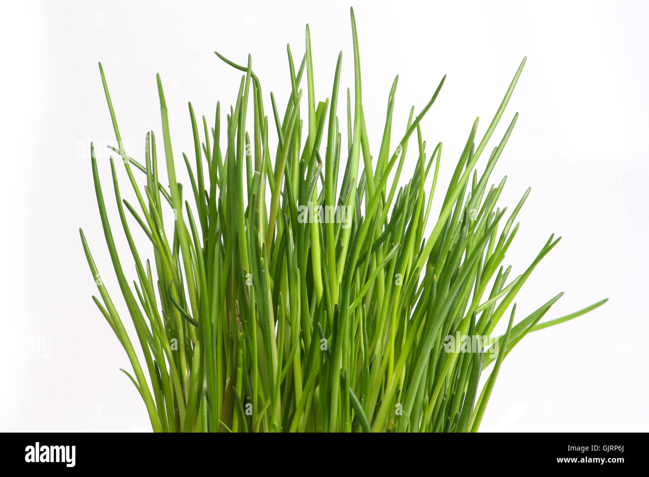 Herbs chives hi-res stock photography and images - Alamy