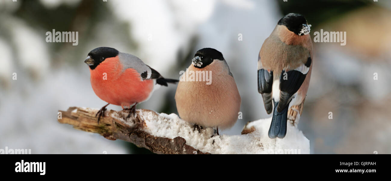 Bullfinch male and female hi-res stock photography and images - Alamy