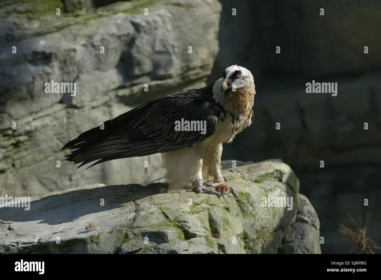 Knochenbrecher hi-res stock photography and images - Alamy