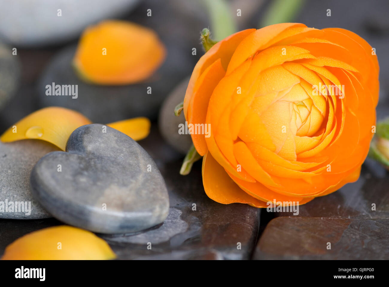 stone flower plant Stock Photo - Alamy