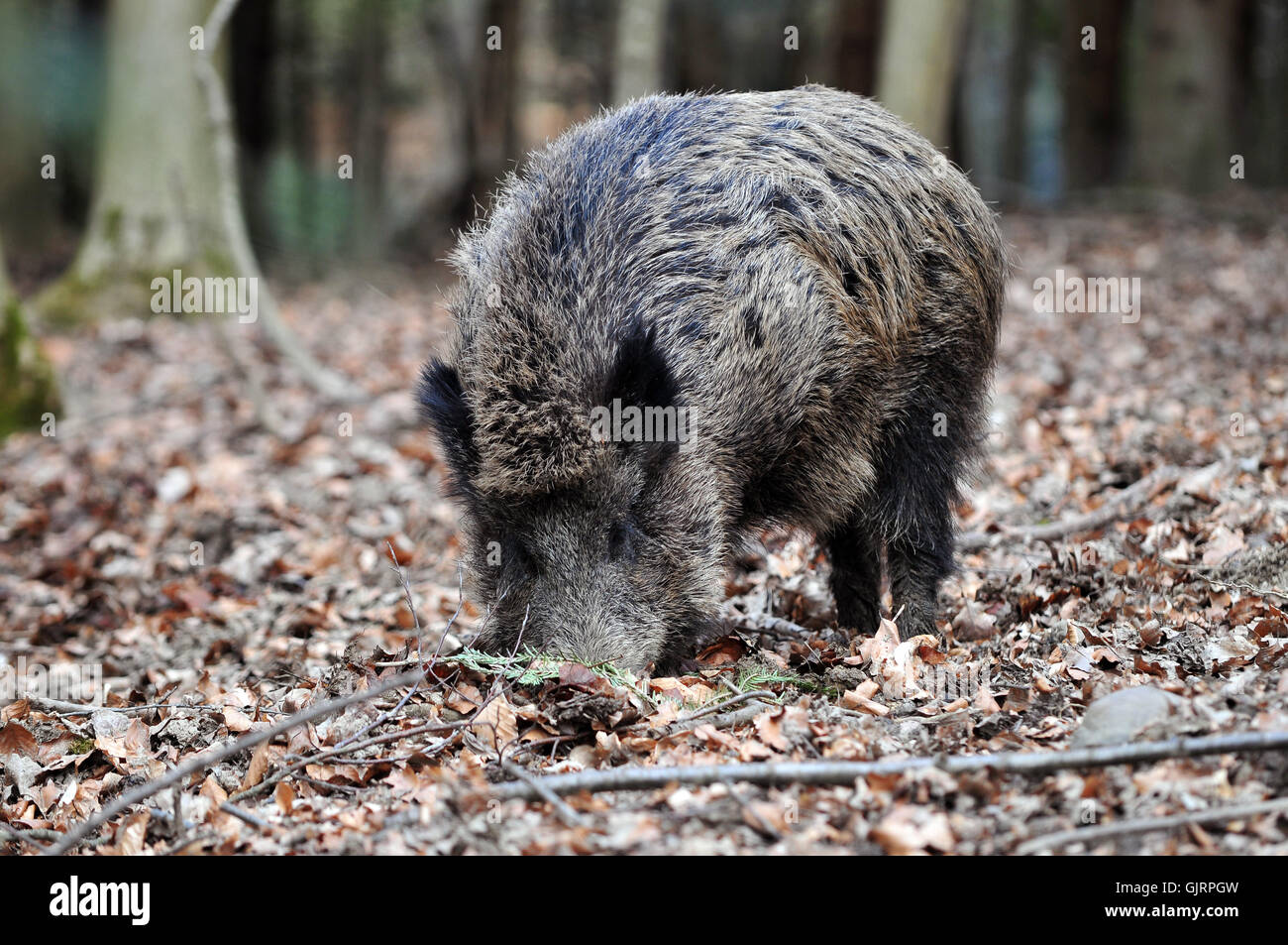 Wildschweinportrat hi-res stock photography and images - Alamy