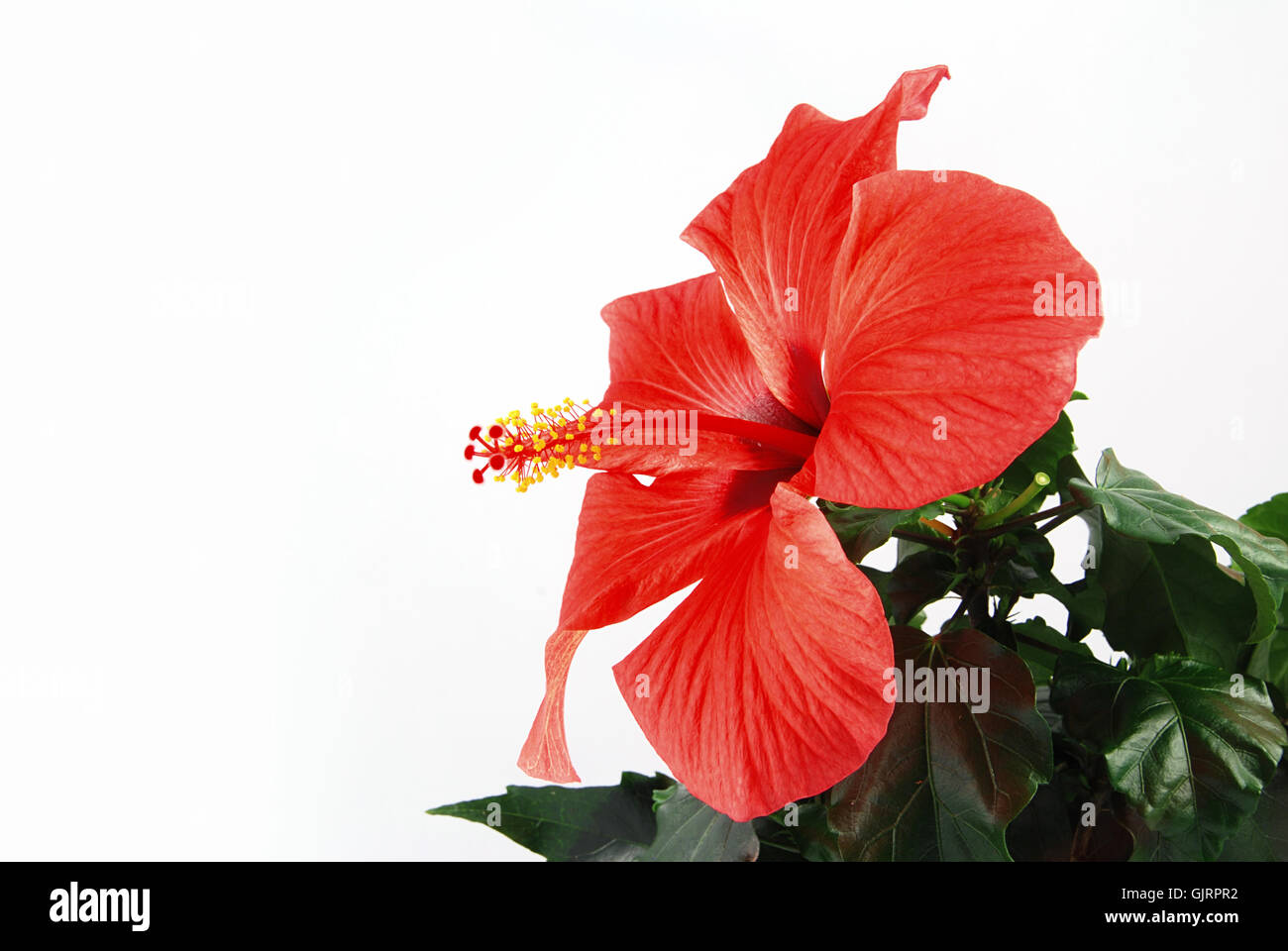 isolated flower plant Stock Photo - Alamy