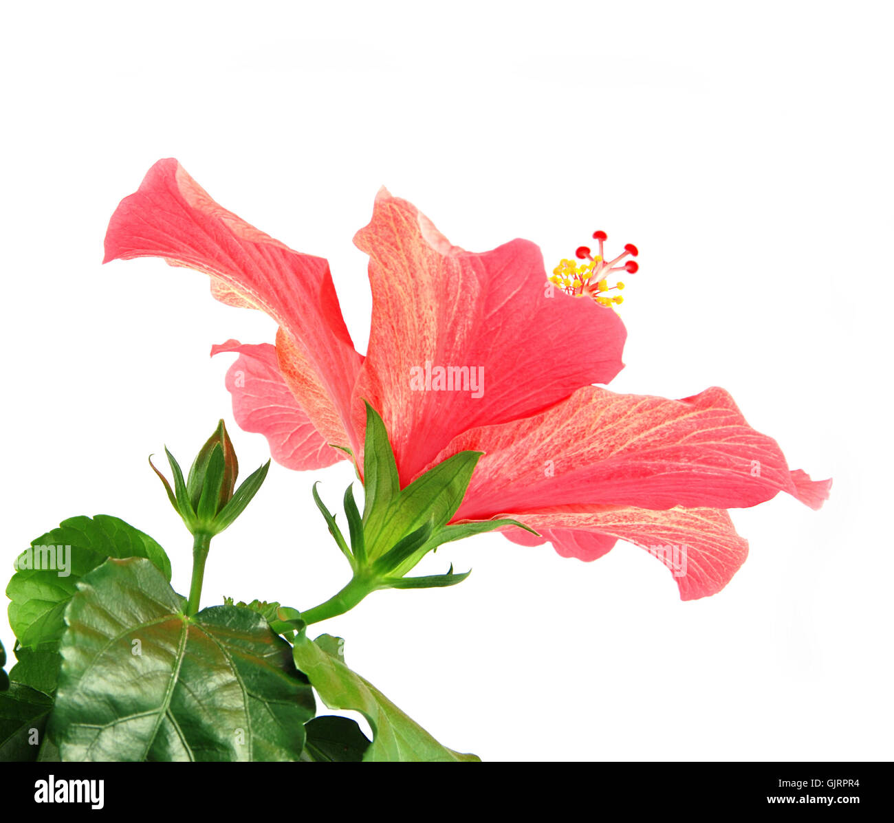 isolated flower plant Stock Photo - Alamy