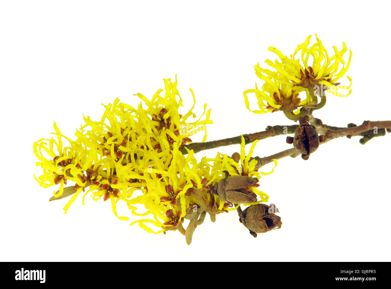 winter bloom blossom Stock Photo - Alamy