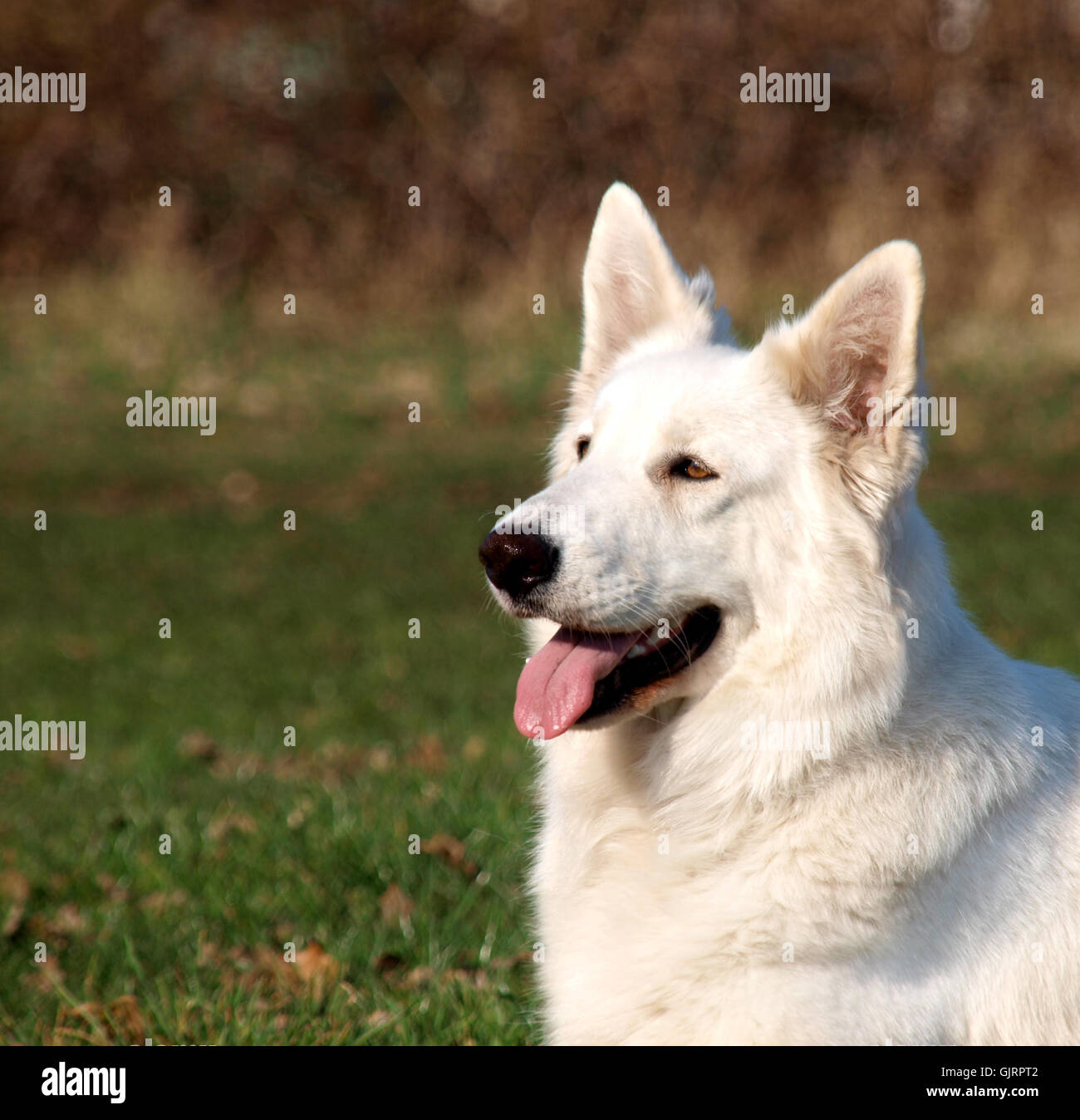 dog german sheperd german sheperd dog Stock Photo - Alamy