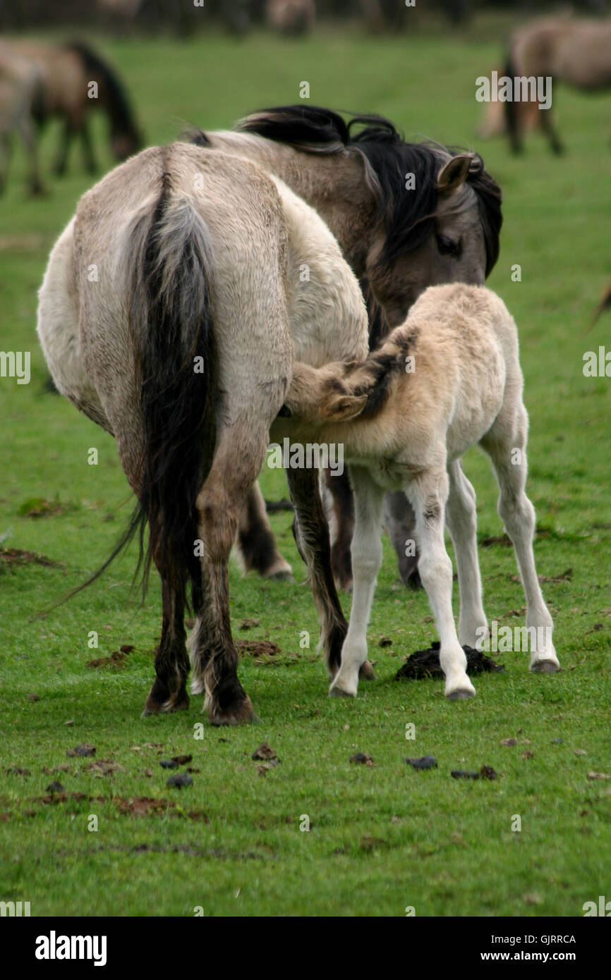 animal horse horses Stock Photo - Alamy