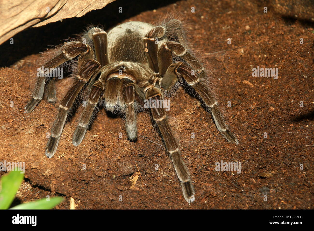 Goliath tarantula hi-res stock photography and images - Alamy
