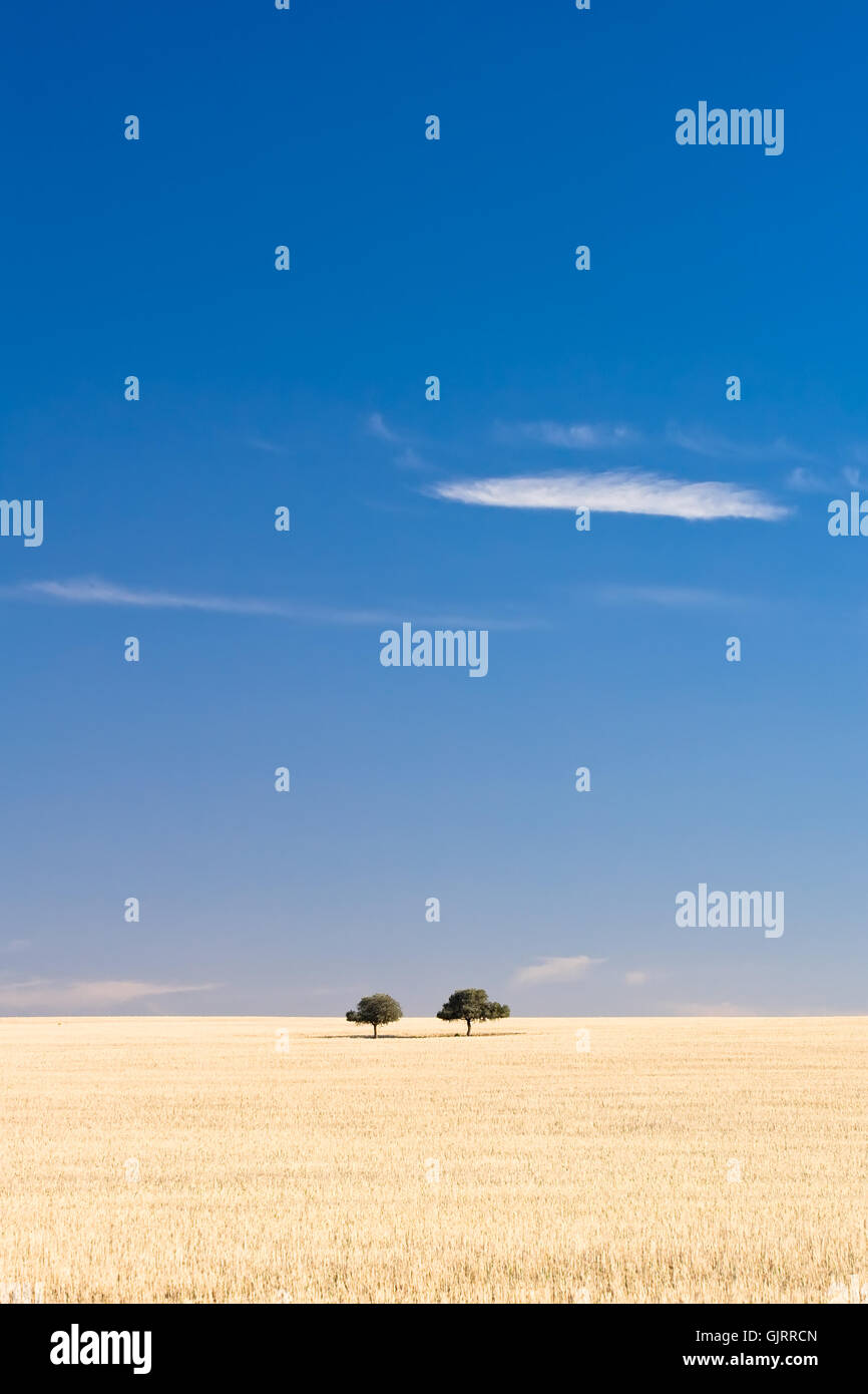 Dried tree trees hi-res stock photography and images - Alamy