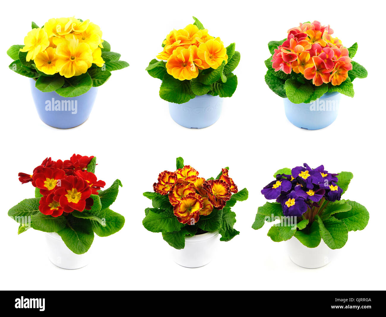 isolated flower plant Stock Photo - Alamy