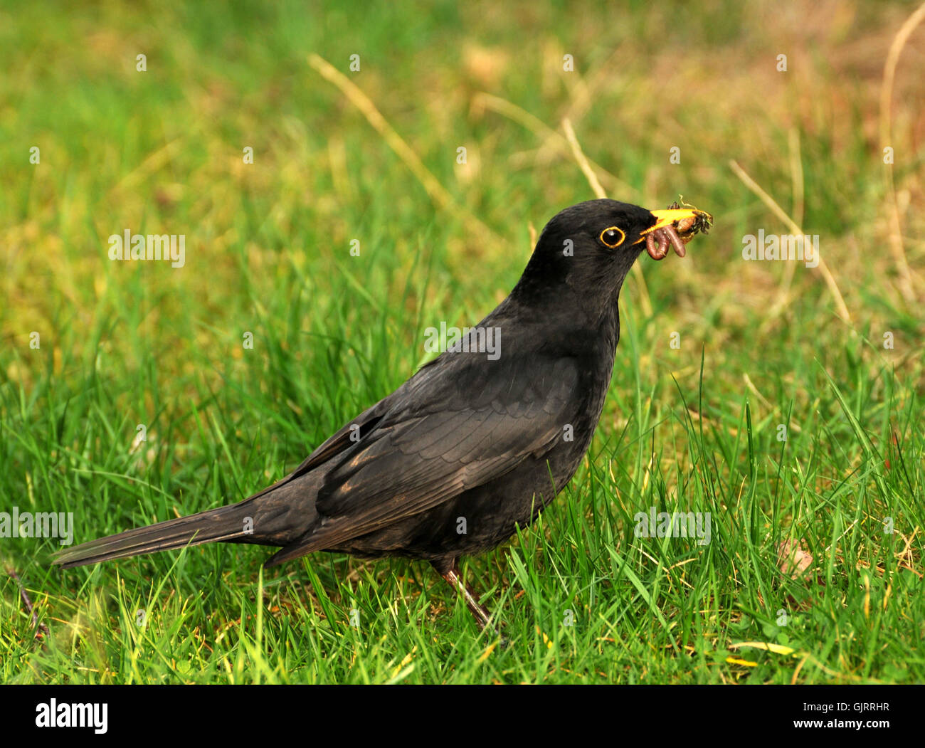 Foraging birds hi-res stock photography and images - Alamy