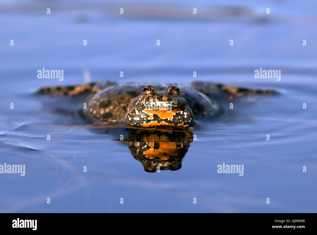 German Toads High Resolution Stock Photography and Images - Alamy