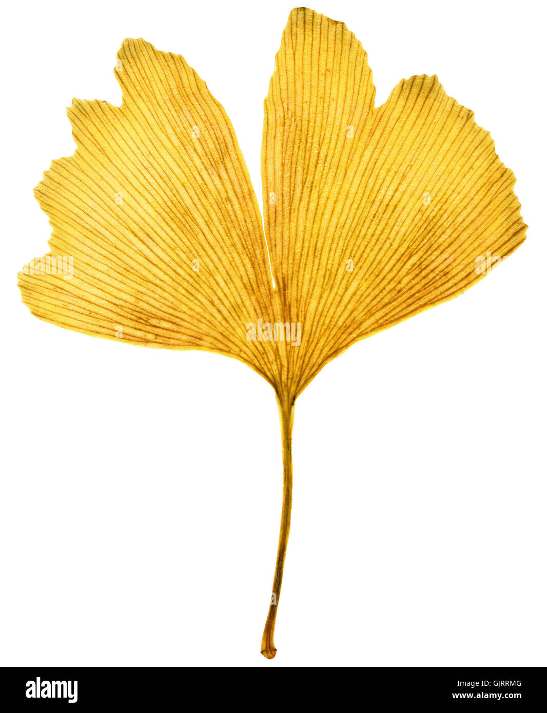 Ornamental shape hi-res stock photography and images - Alamy