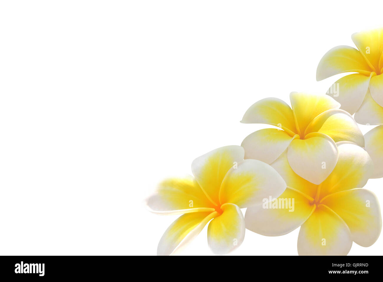 flower plant card Stock Photo - Alamy