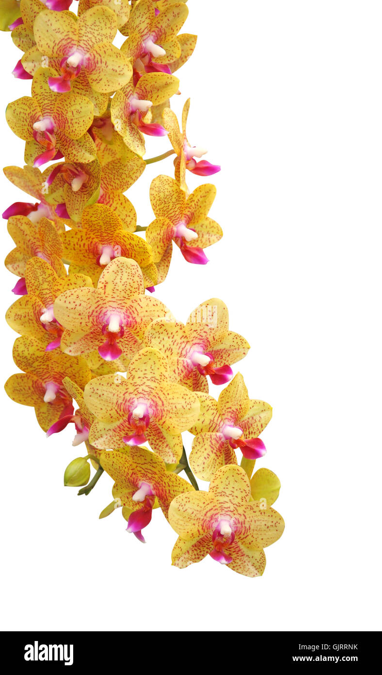 isolated flower plant Stock Photo - Alamy