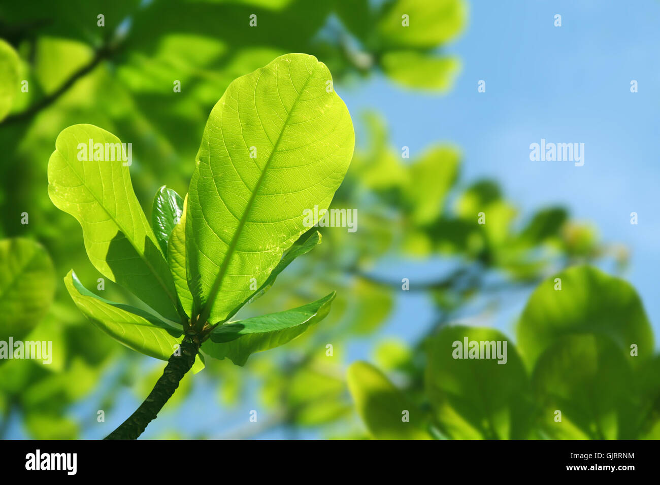 leaf tree spring Stock Photo - Alamy