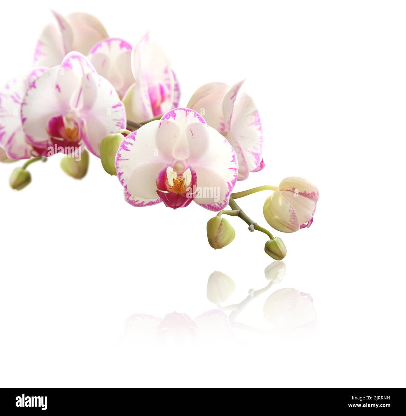 Elegant nice Cut Out Stock Images & Pictures - Alamy