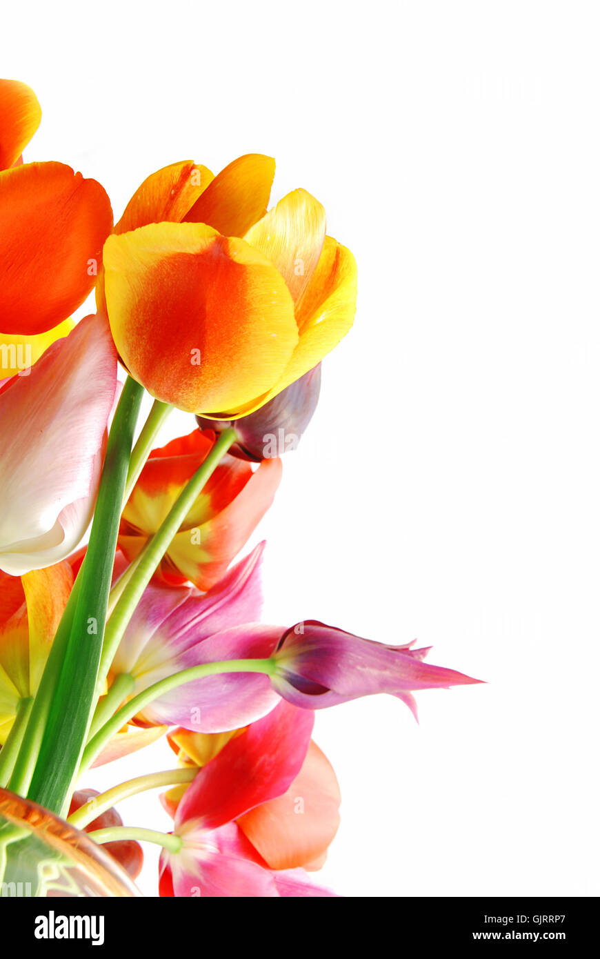 isolated flower flowers Stock Photo - Alamy