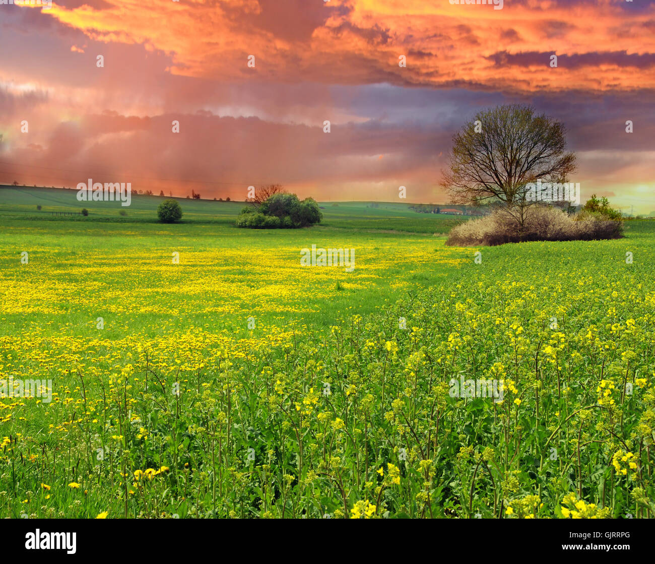 tree trees sunset Stock Photo - Alamy