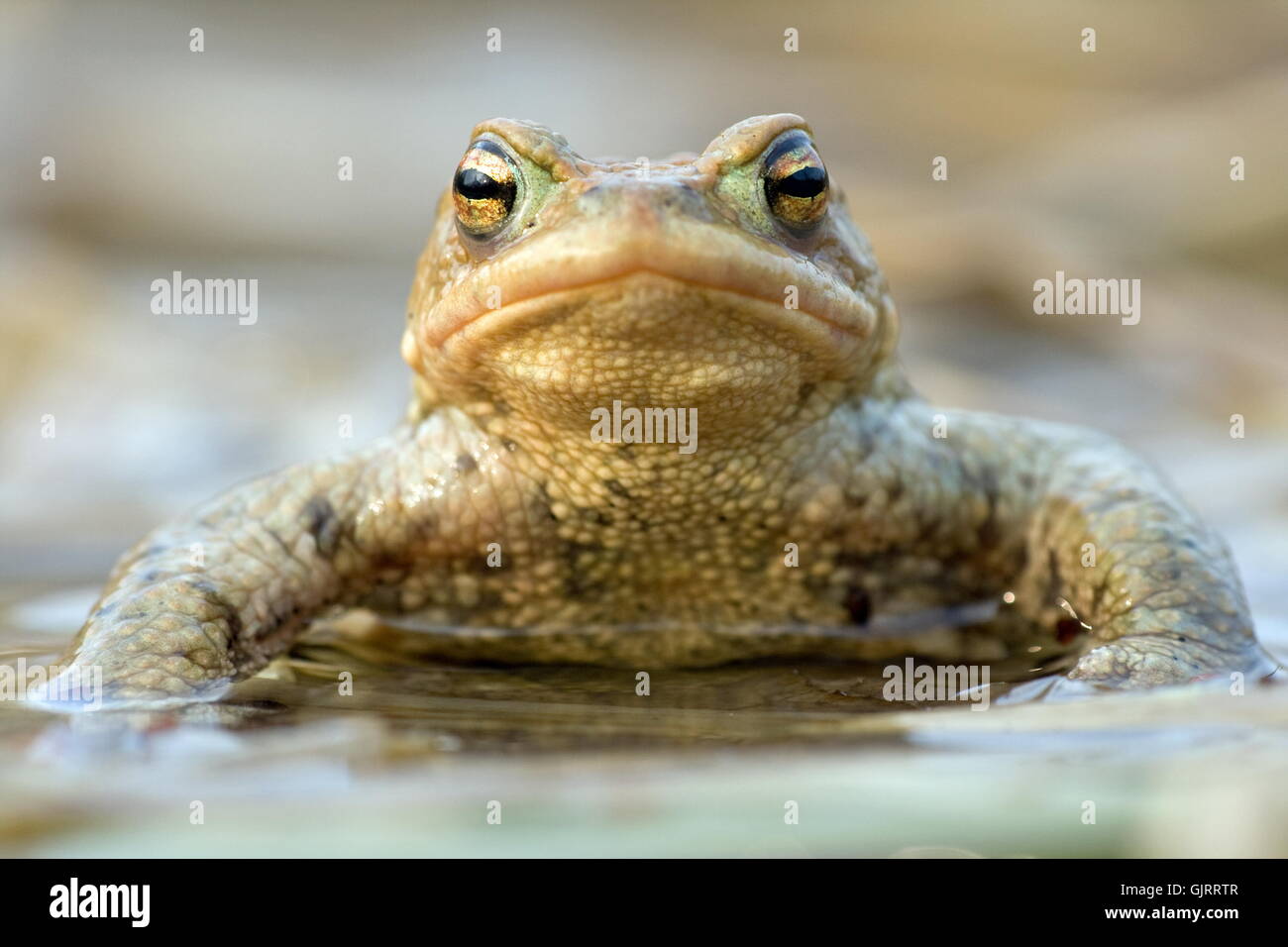 frog toad macro Stock Photo - Alamy