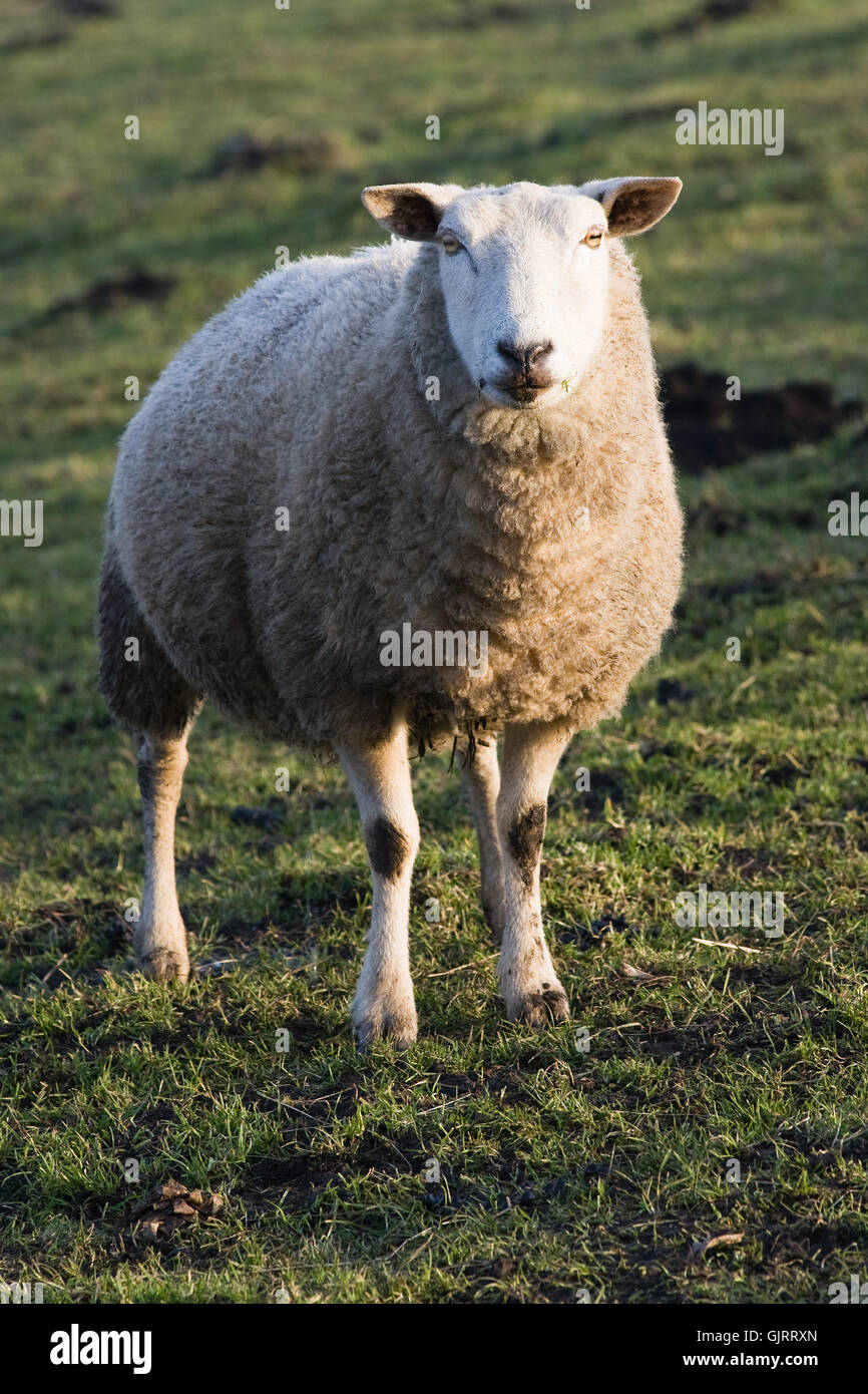 animal mammal animals Stock Photo - Alamy