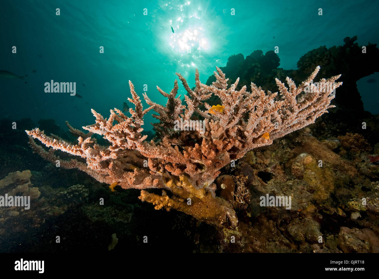 sunlight underwater tropical Stock Photo - Alamy