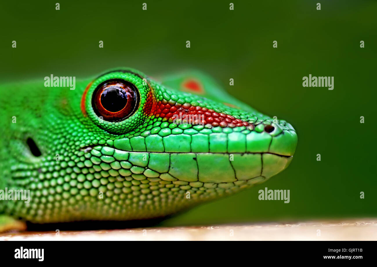 Phelsuma hi-res stock photography and images - Alamy