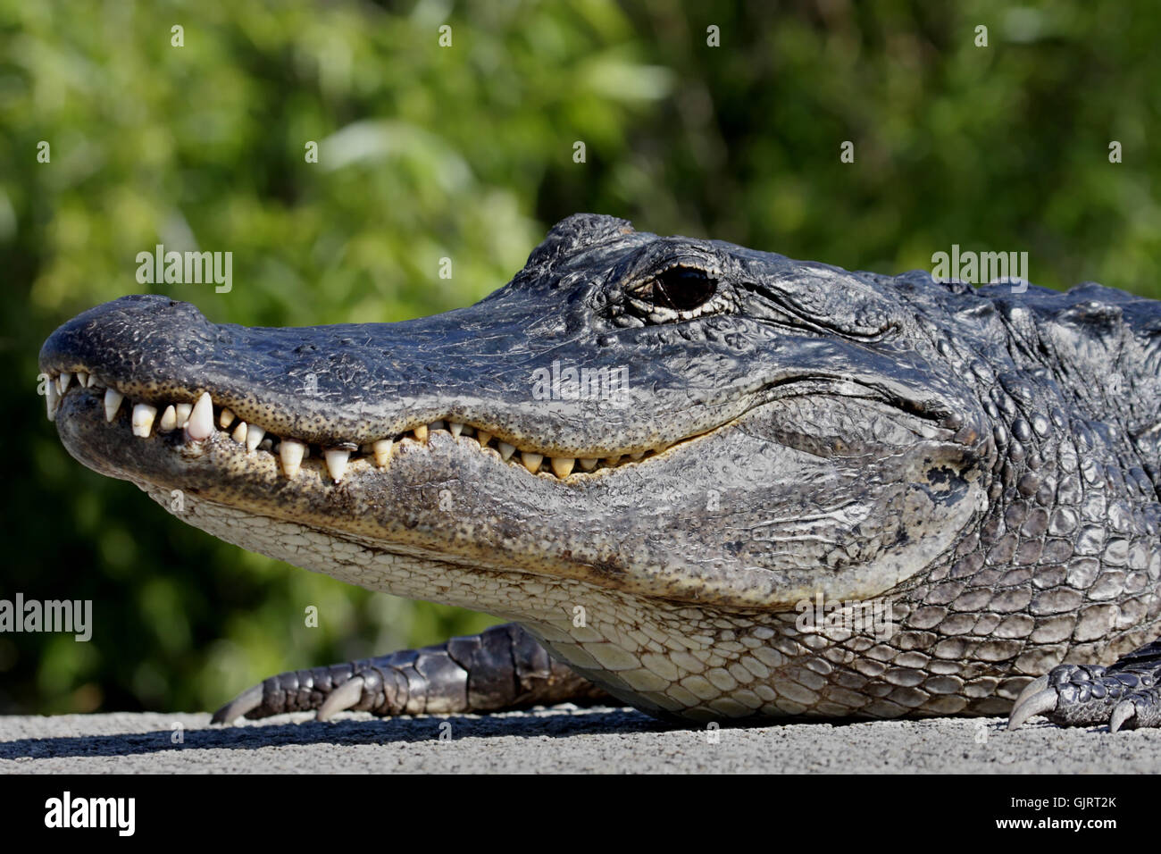 Swamp animal hi-res stock photography and images - Alamy