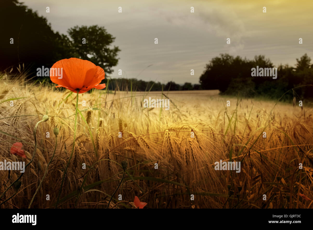 poppy red environment Stock Photo - Alamy