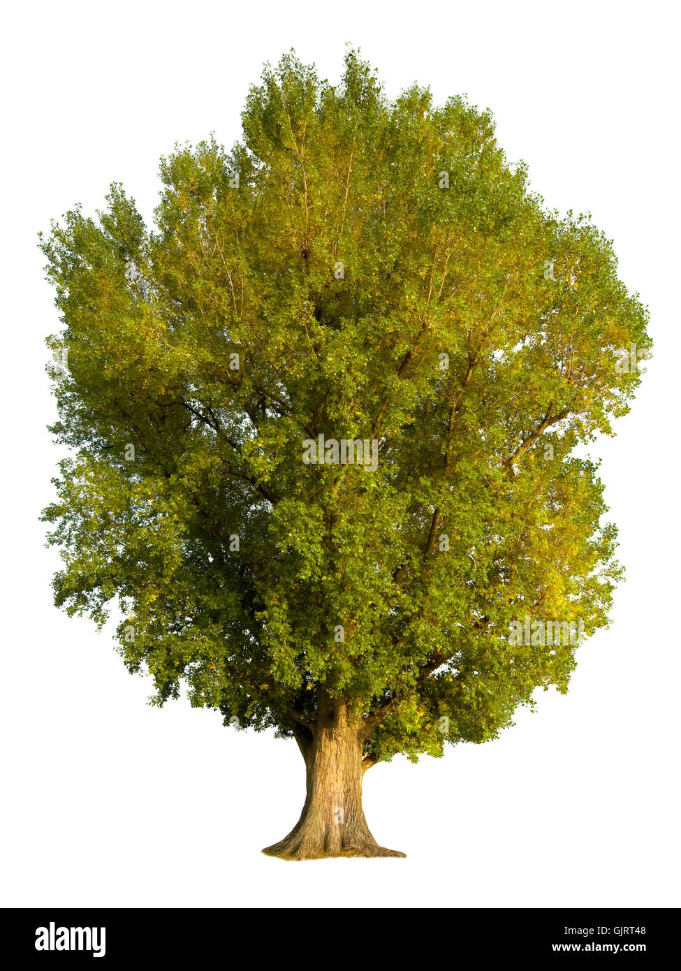 Leaves poplar tree on Cut Out Stock Images & Pictures - Alamy