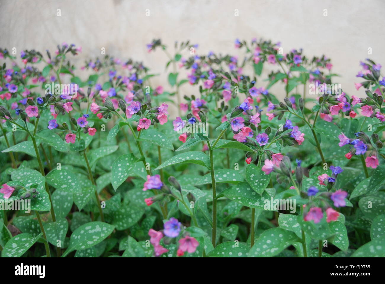 medicinal plant blue plant Stock Photo - Alamy