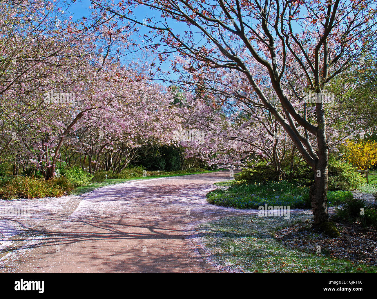 tree trees park Stock Photo - Alamy