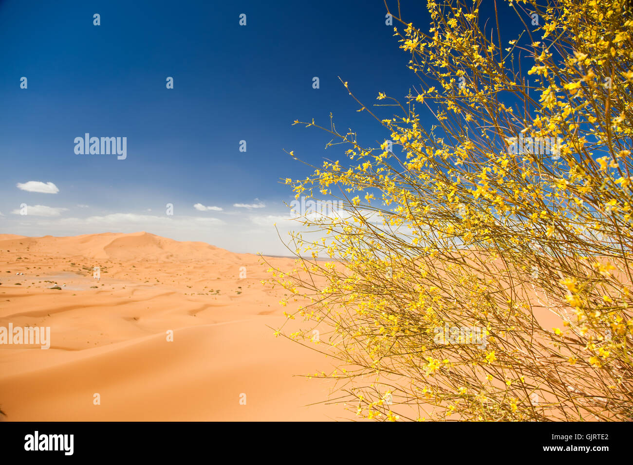 desert wasteland green Stock Photo - Alamy