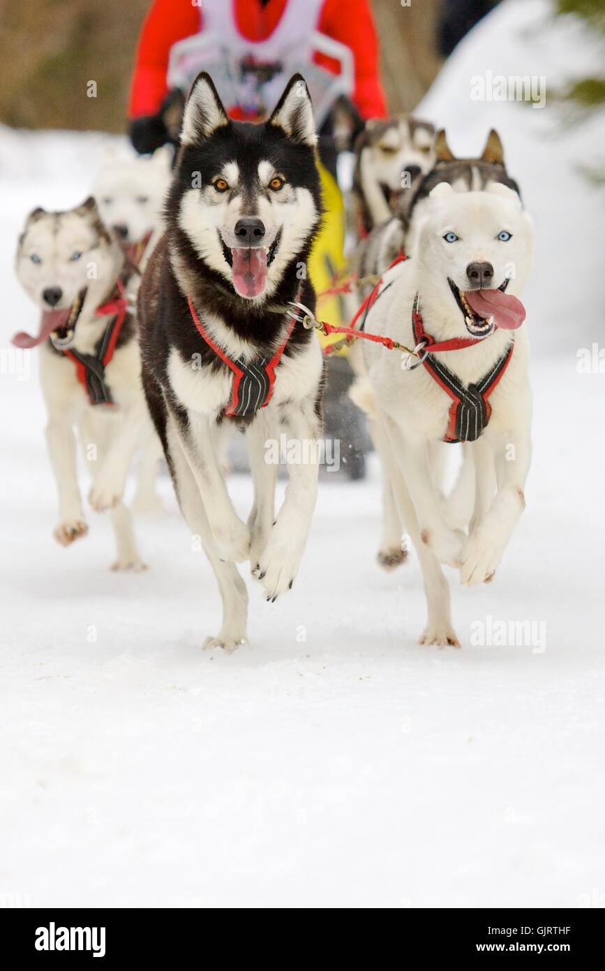 mush ice mouth Stock Photo - Alamy