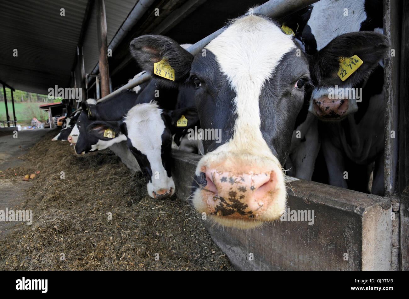 Cowshed hi-res stock photography and images - Alamy