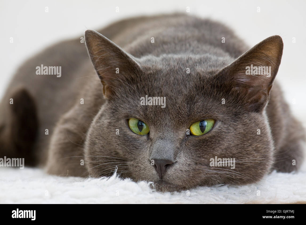 Russet cat hi-res stock photography and images - Alamy