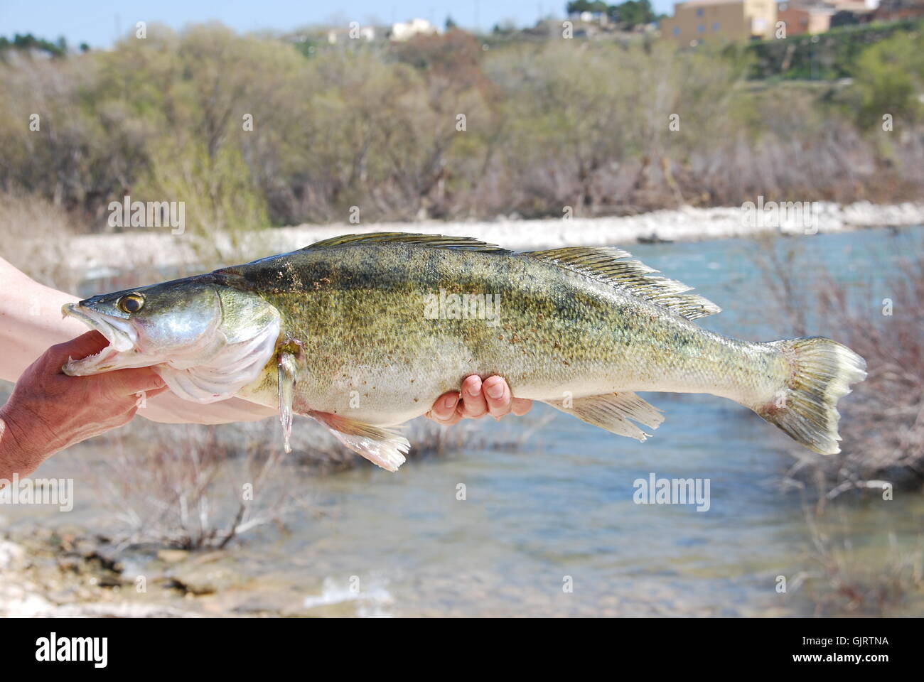 Fish zander animal animals fish hi-res stock photography and images - Alamy