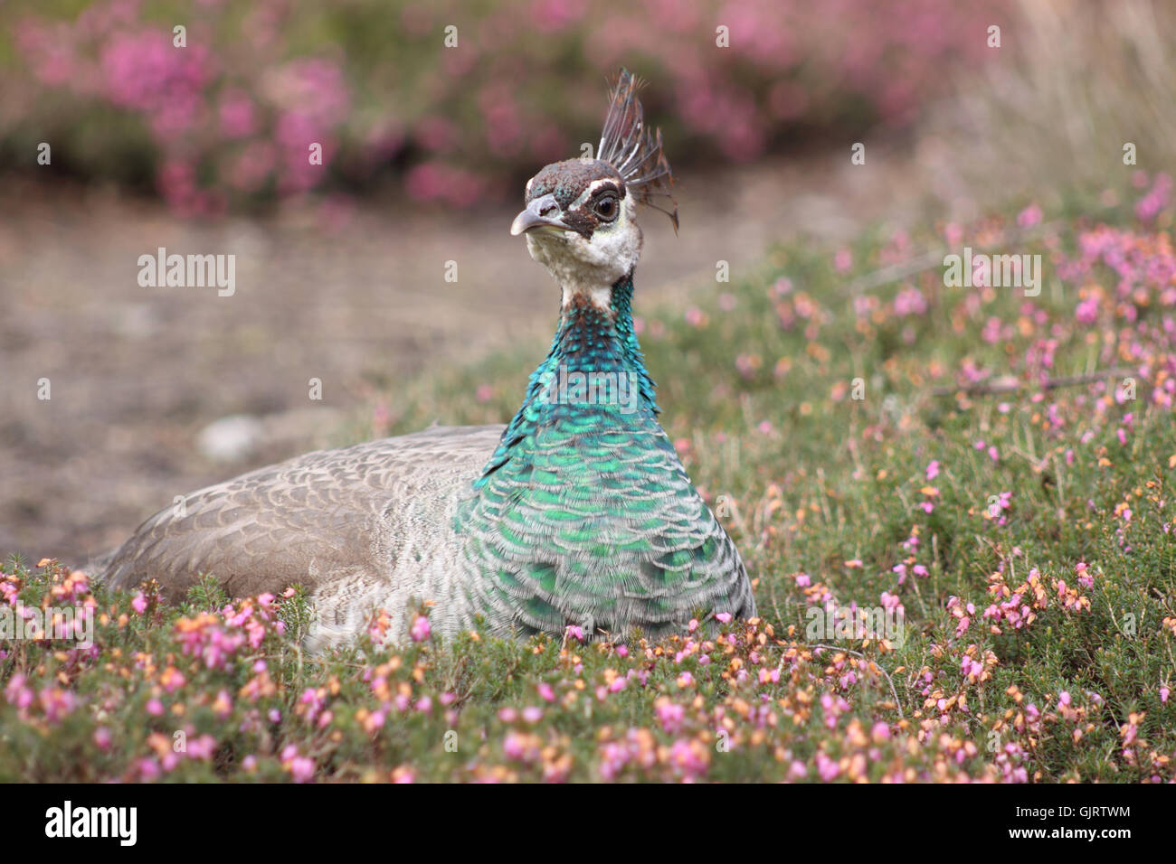 Vain animals hi-res stock photography and images - Alamy
