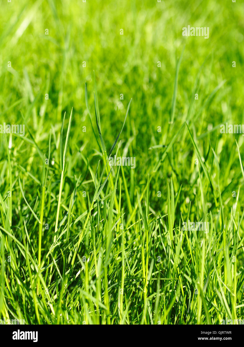 outdoor meadow grass Stock Photo - Alamy
