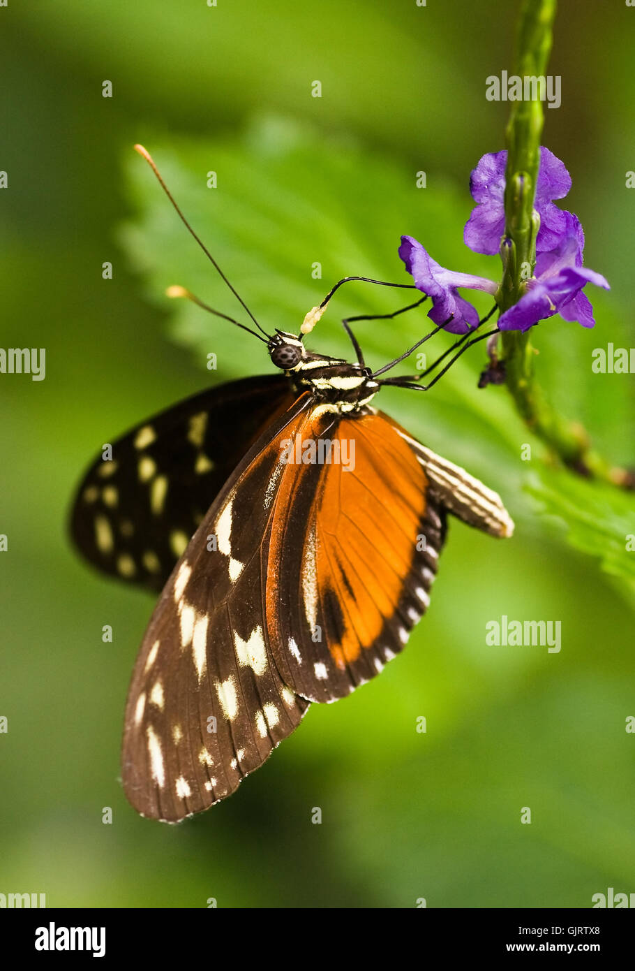 animal insect insects Stock Photo - Alamy