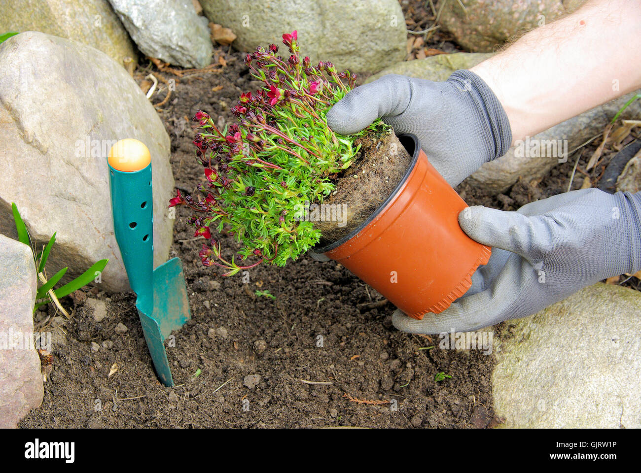 hand garden plant Stock Photo - Alamy